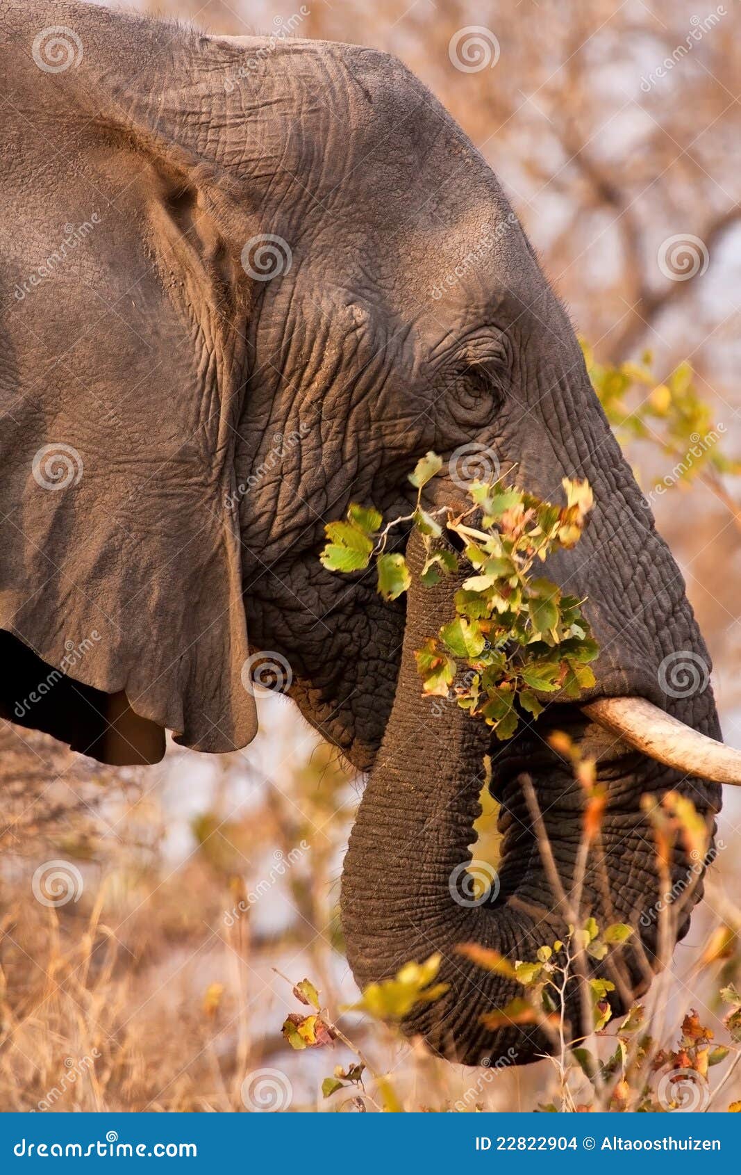 Big Elephant Chewing on a Branch Stock Photo - Image of game, leaves ...
