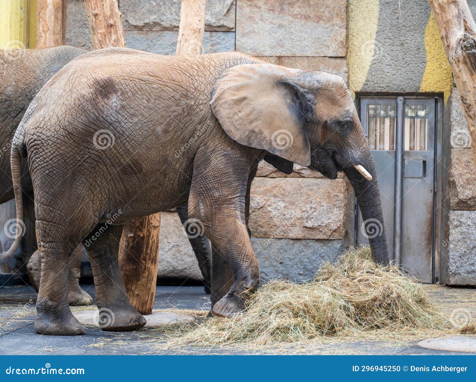 Big elephant eats straw stock photo. Image of wall, agriculture - 296945250