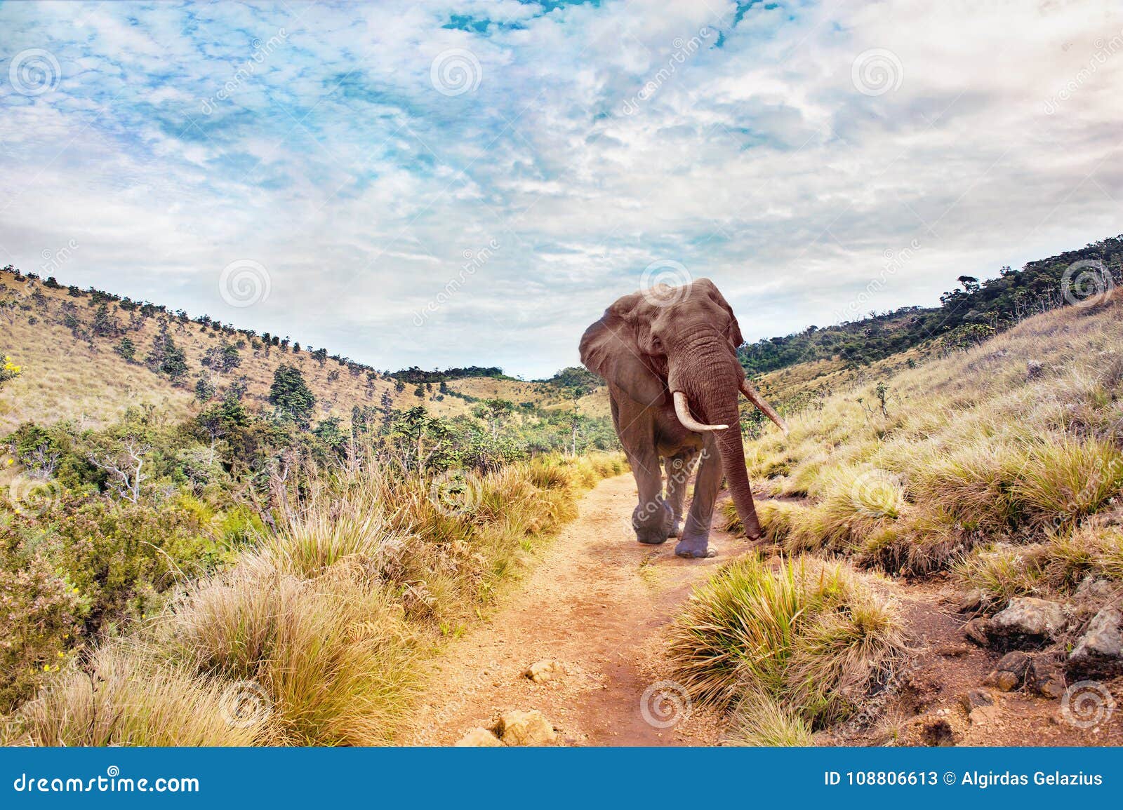 Big Elephant in a Landscape Stock Image - Image of elephant, natural ...