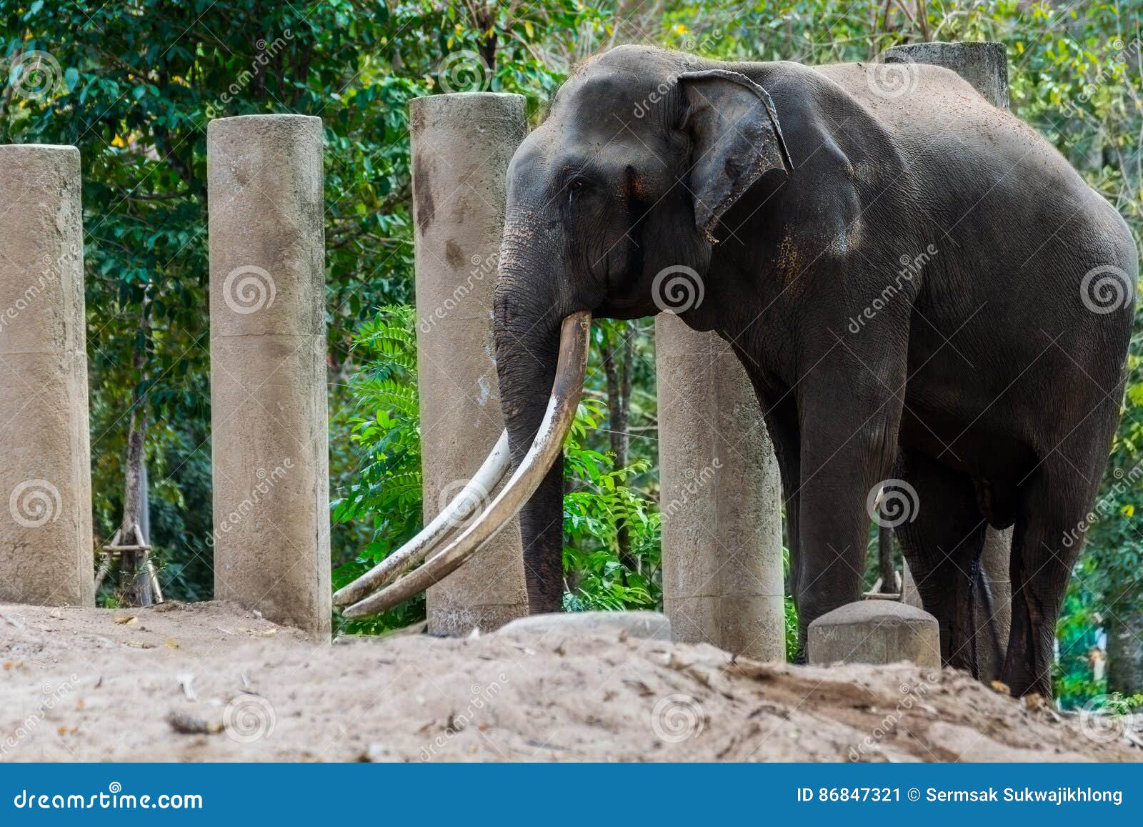 Long Ivory Elephant Stock Photography | CartoonDealer.com #73338086