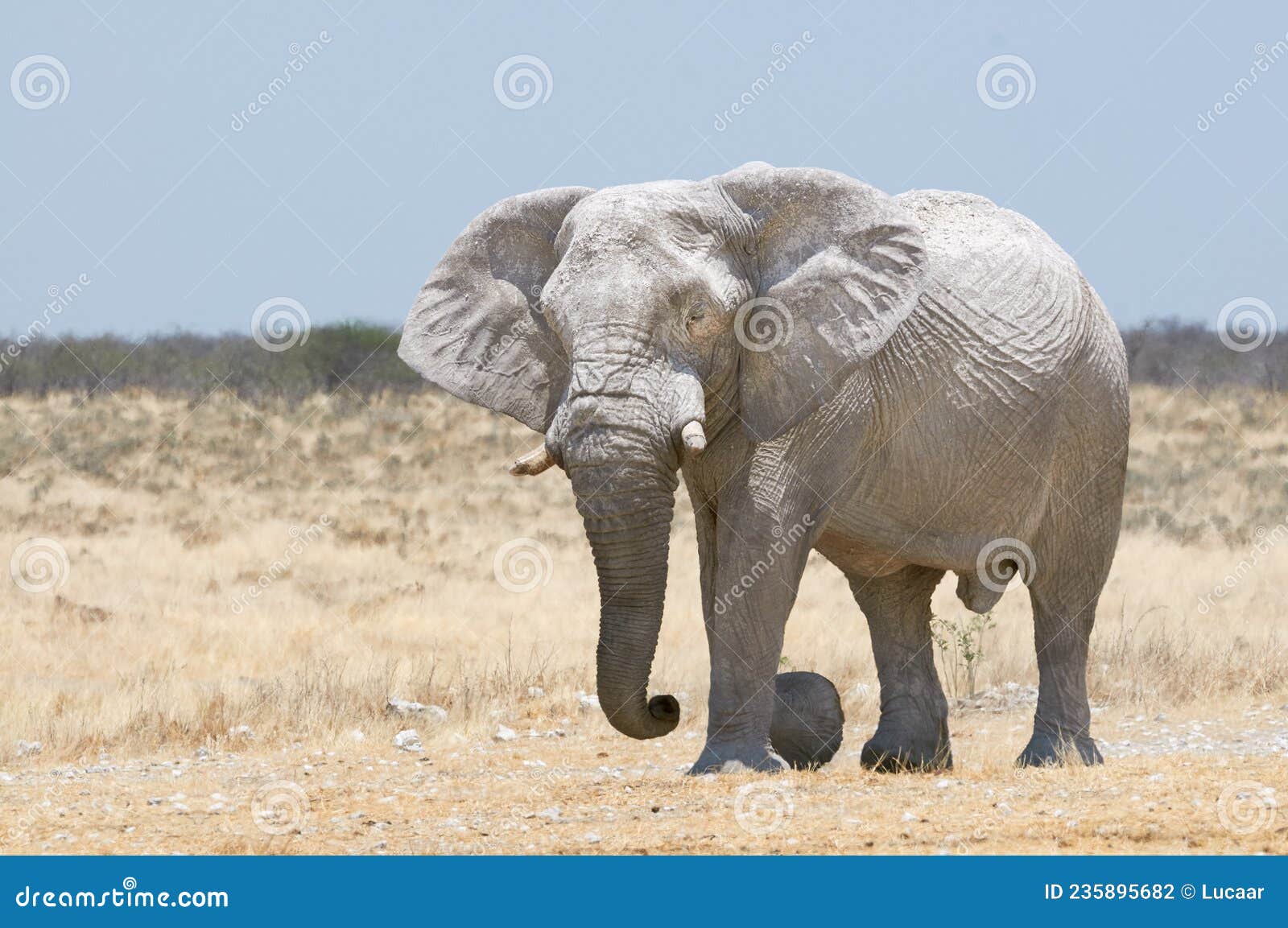 Big elephant in Namibia stock photo. Image of desert - 235895682