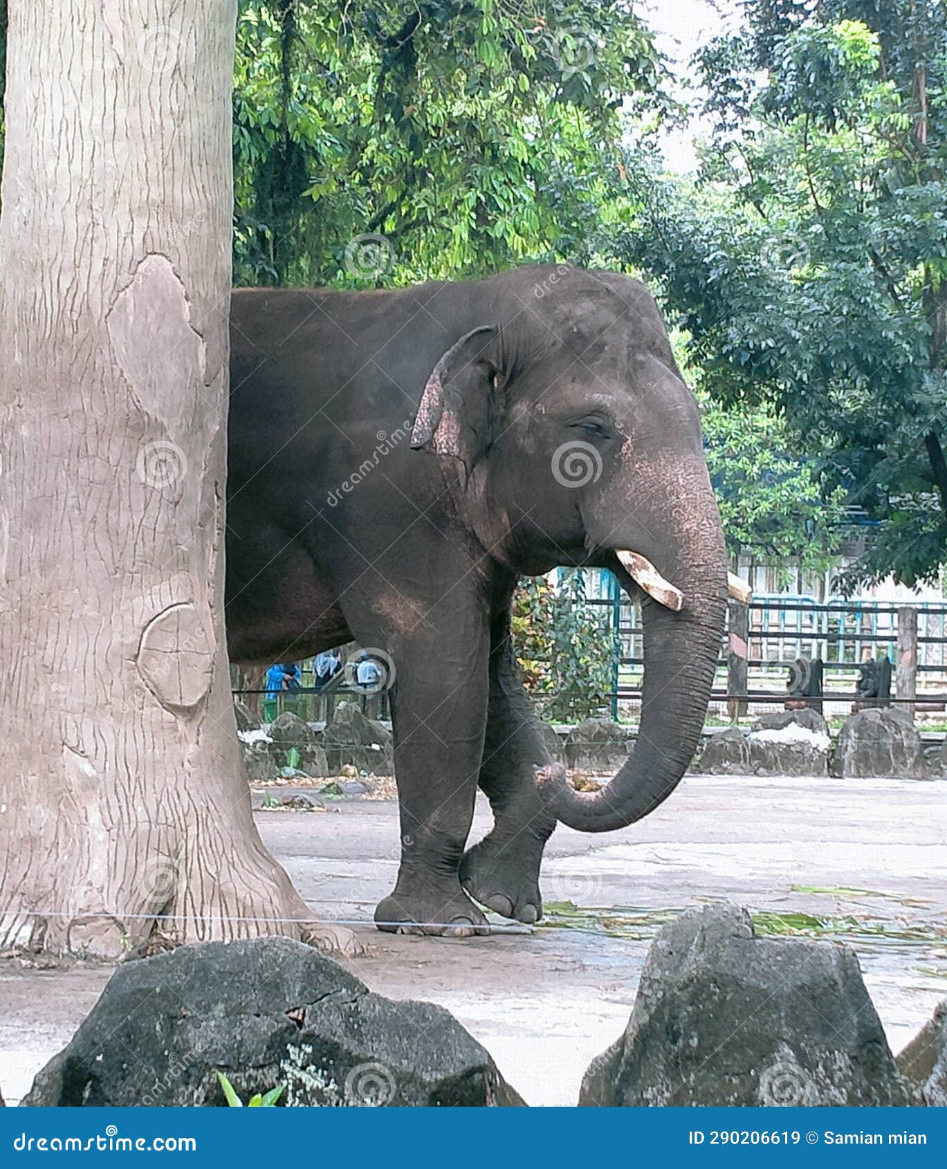 A Big Elephant Peeking Out from Behind a Tree Stock Image - Image of ...