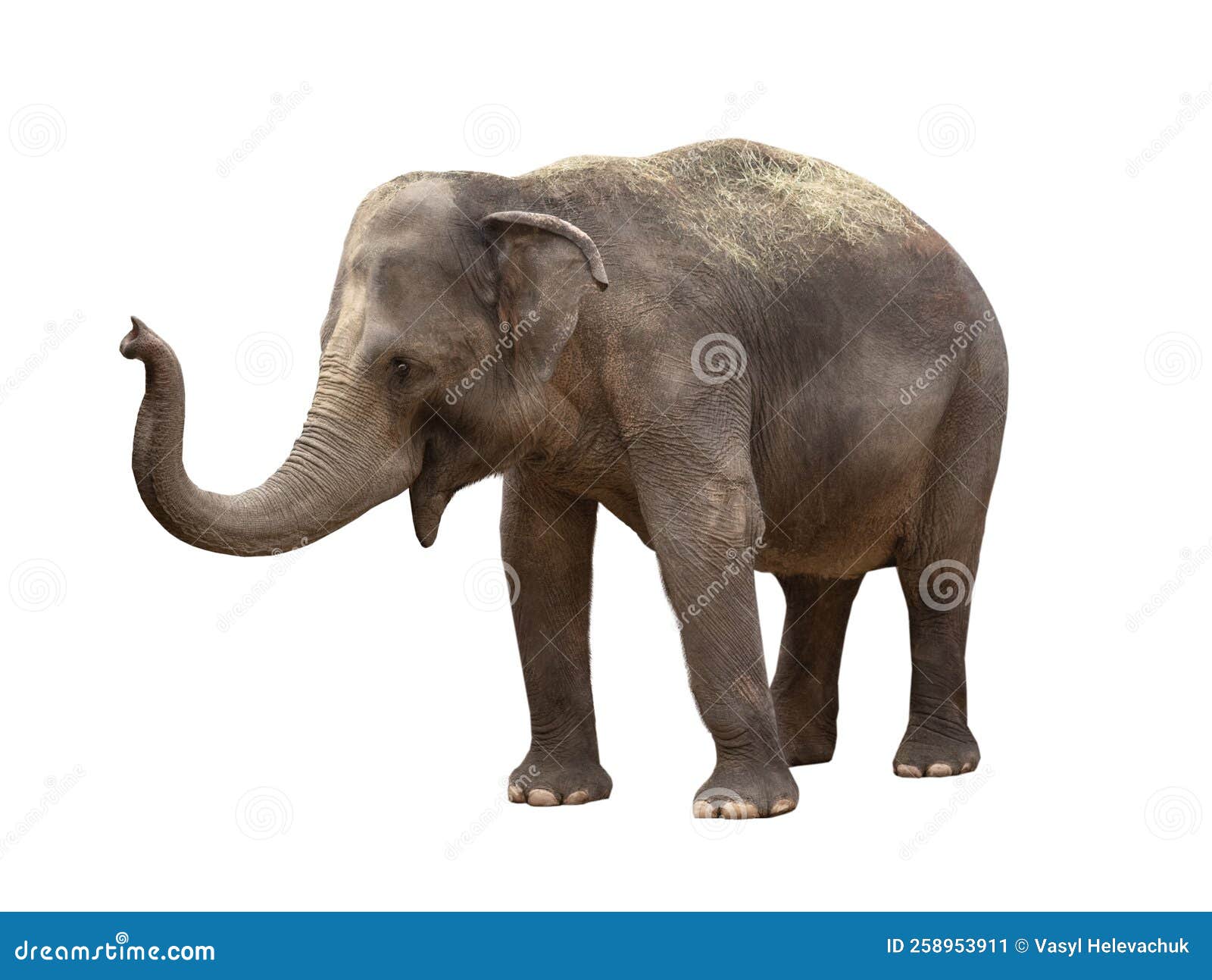 Big Elephant in Profile Isolated on White Stock Image - Image of ...