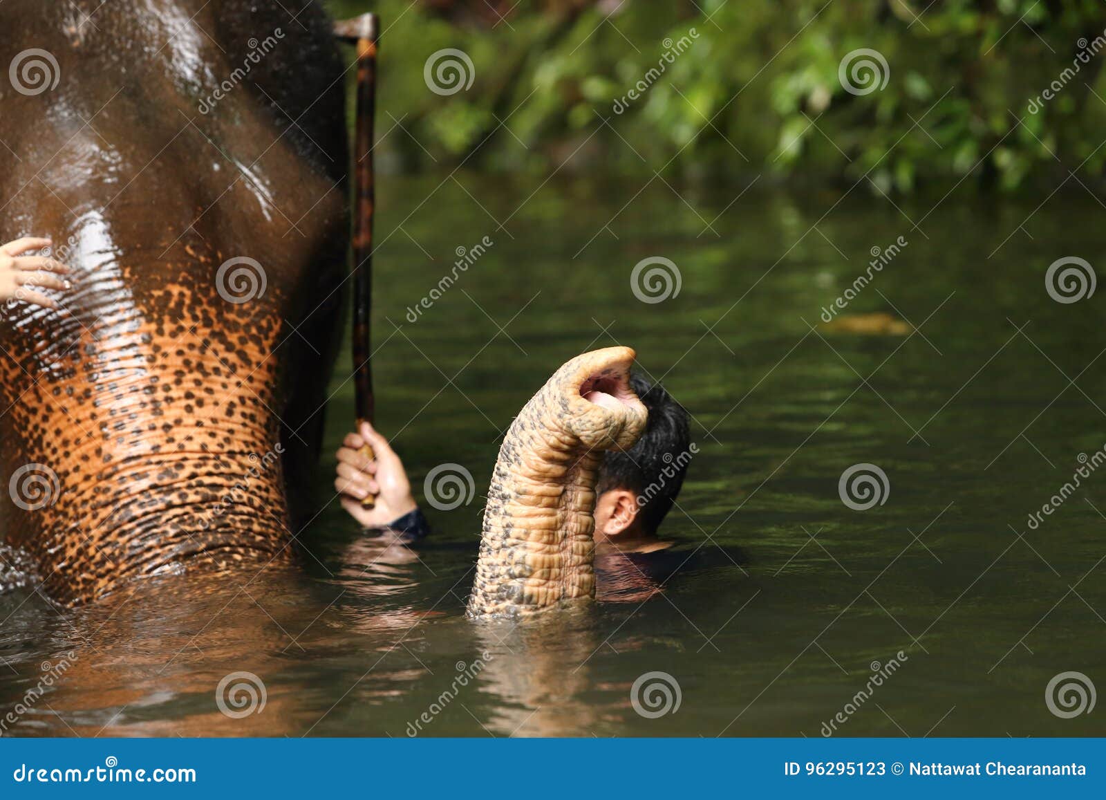 Big Elephant in River, only Head and Proboscis Trunk Above Water Stock ...