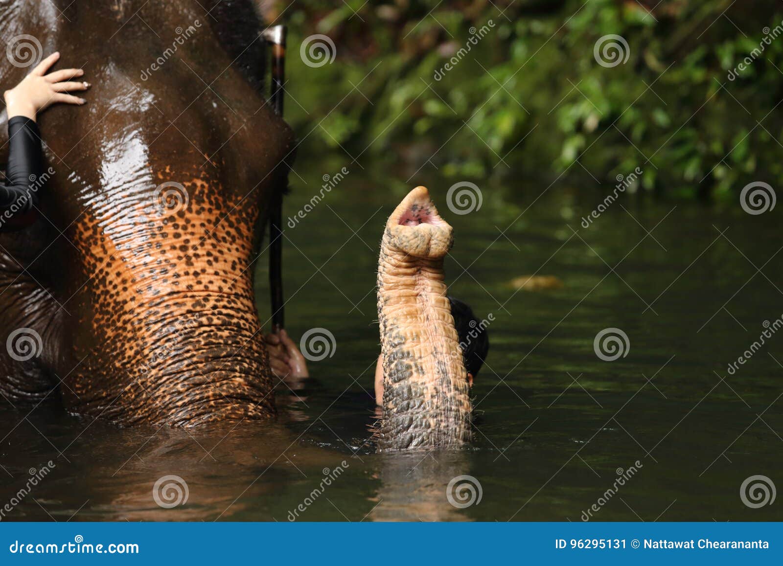 Big Elephant in River, only Head and Proboscis Trunk Above Water Stock ...
