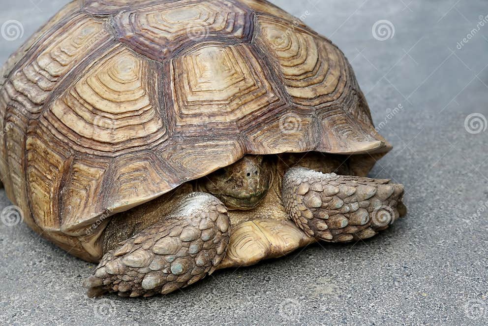 Big Elephant Sprats Turtle into Its Shell Stock Photo - Image of ...