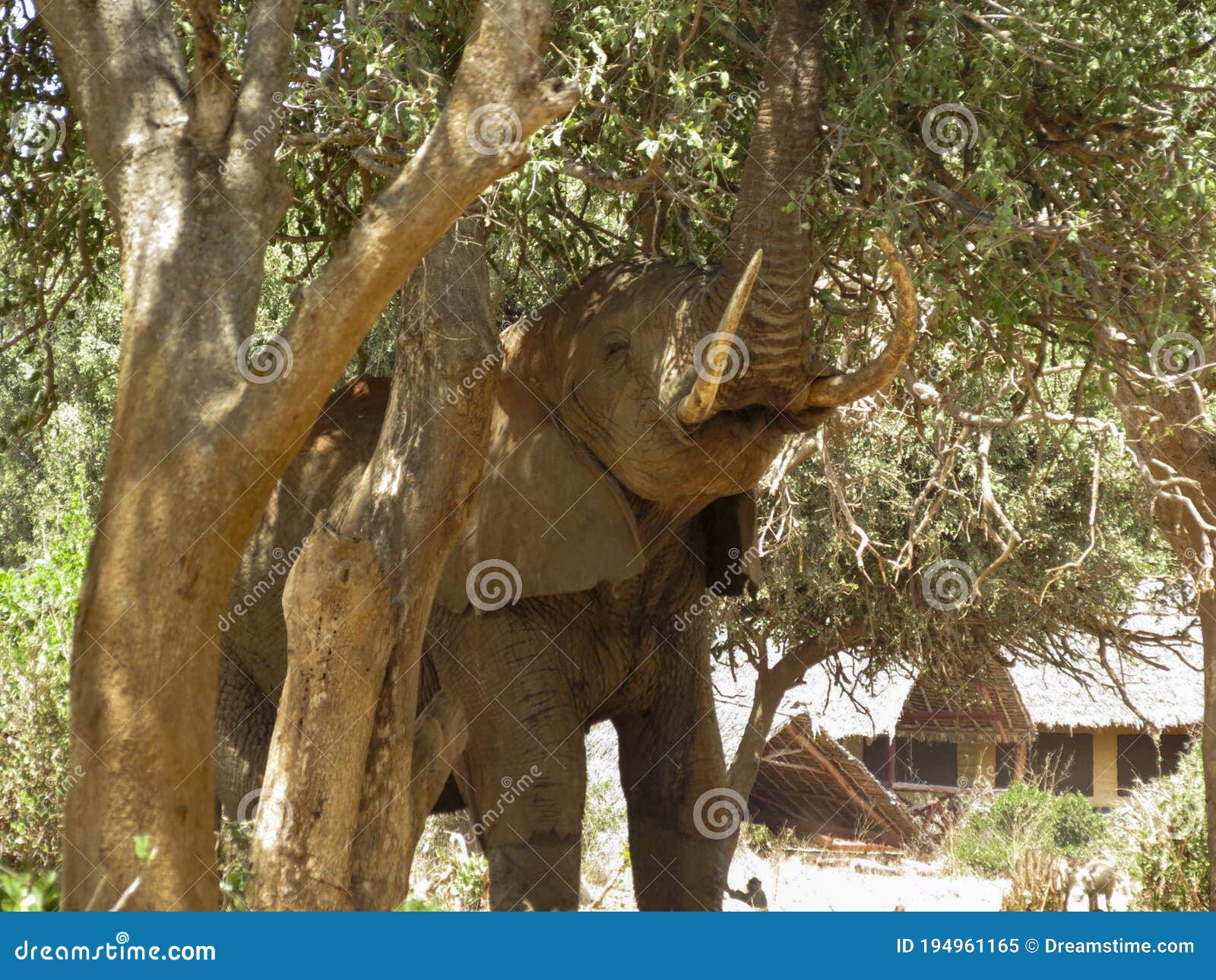 A big elephant in a tree stock image. Image of lunch - 194961165