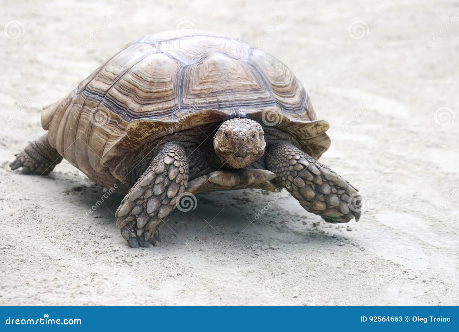 Big Elephant Turtle Crawling on Sand Stock Image - Image of reptile ...
