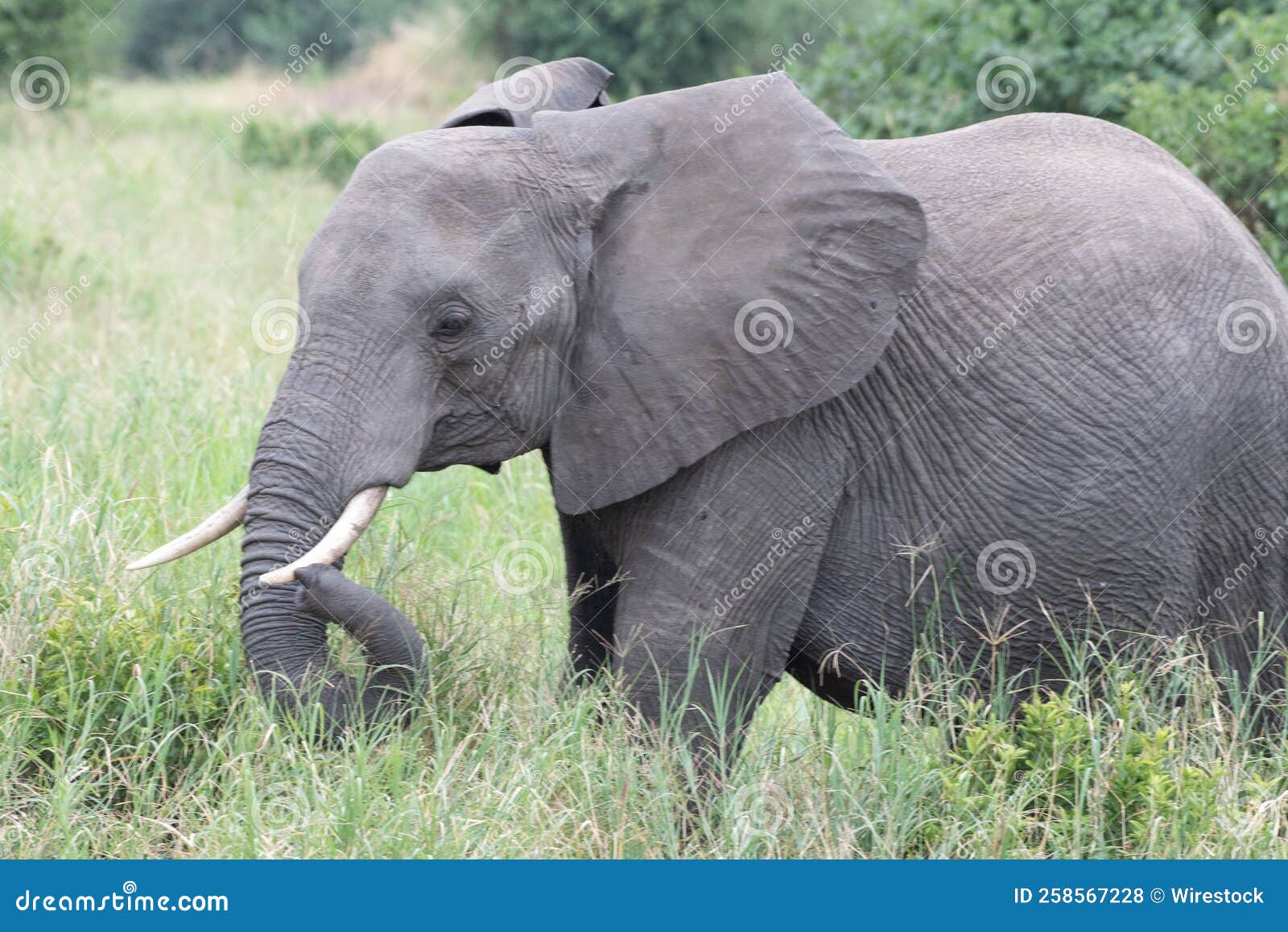 Big Elephant Walking Outdoors Stock Photo - Image of habitat, animal ...