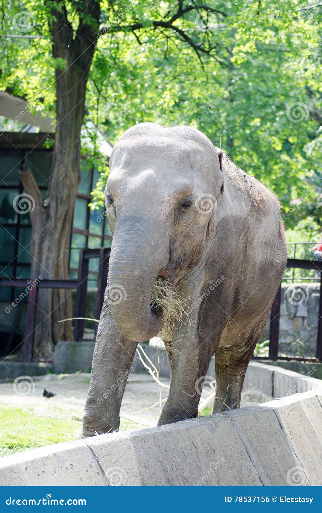Big Elephant with Wrinkled Grey Skin Stock Photo - Image of ears, grass ...