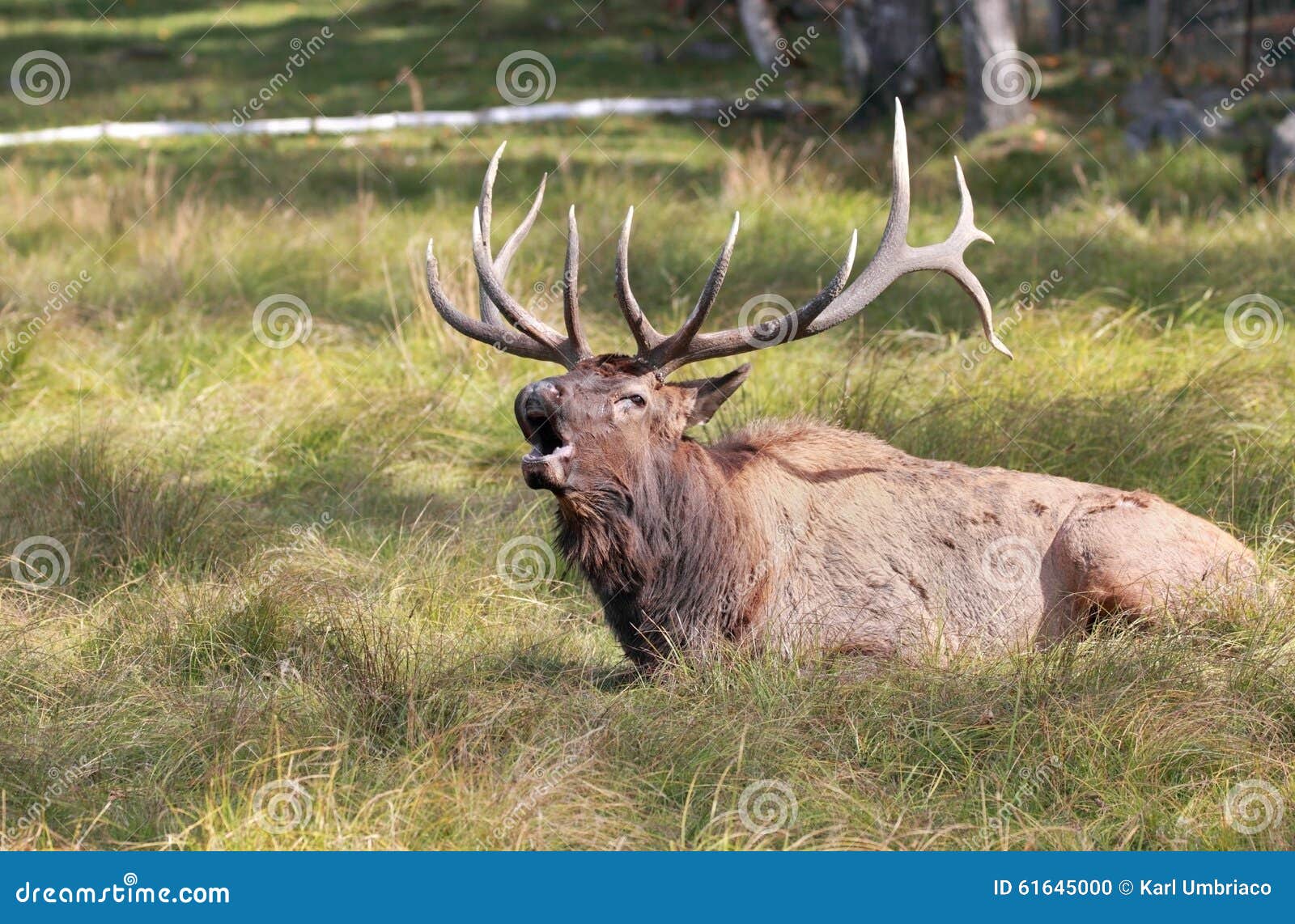 Big elk stock photo. Image of autumn, power, wildlife - 61645000