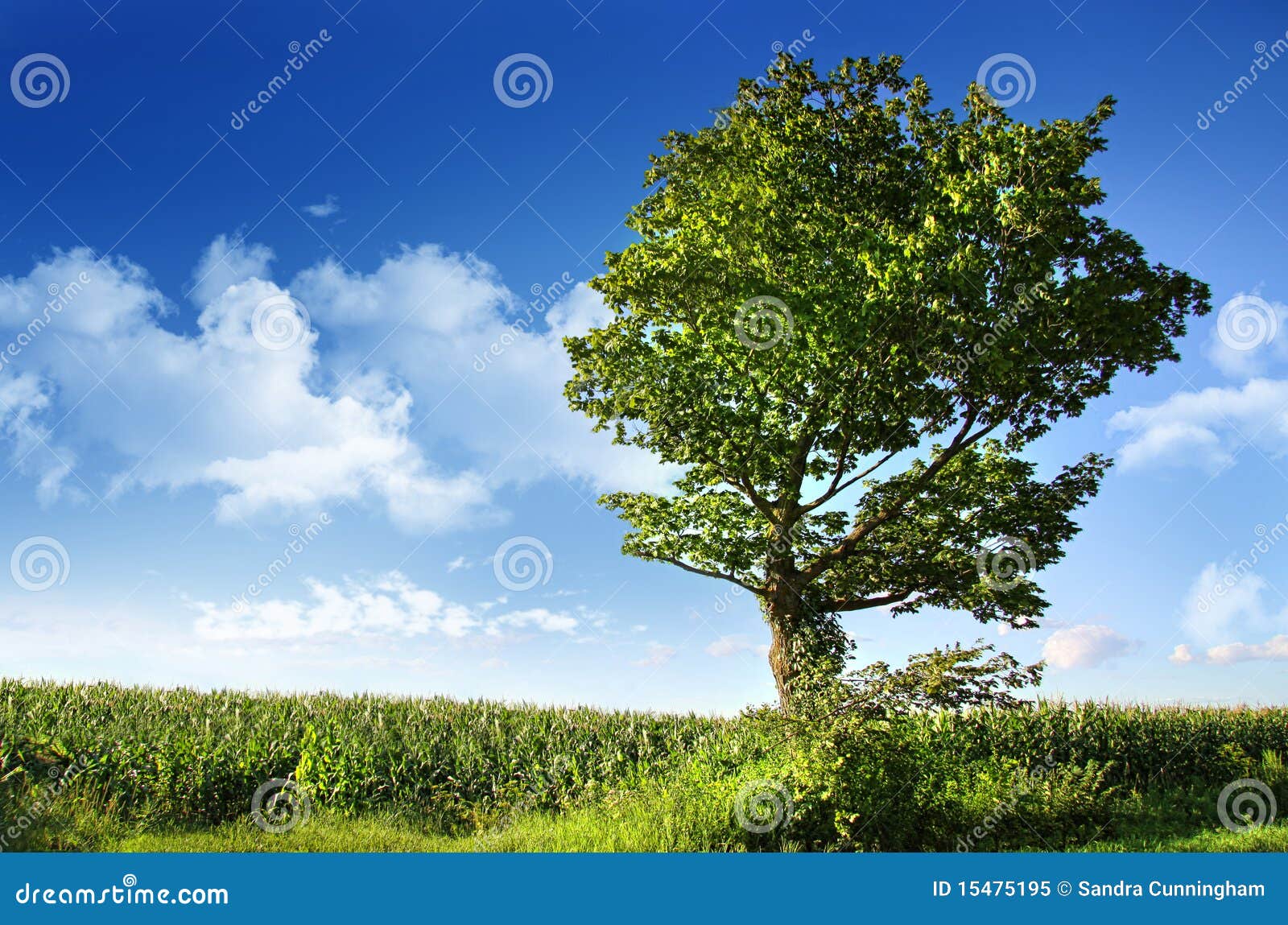 Big Elm Tree Near Corn Field Stock Photos - Free & Royalty-Free Stock ...