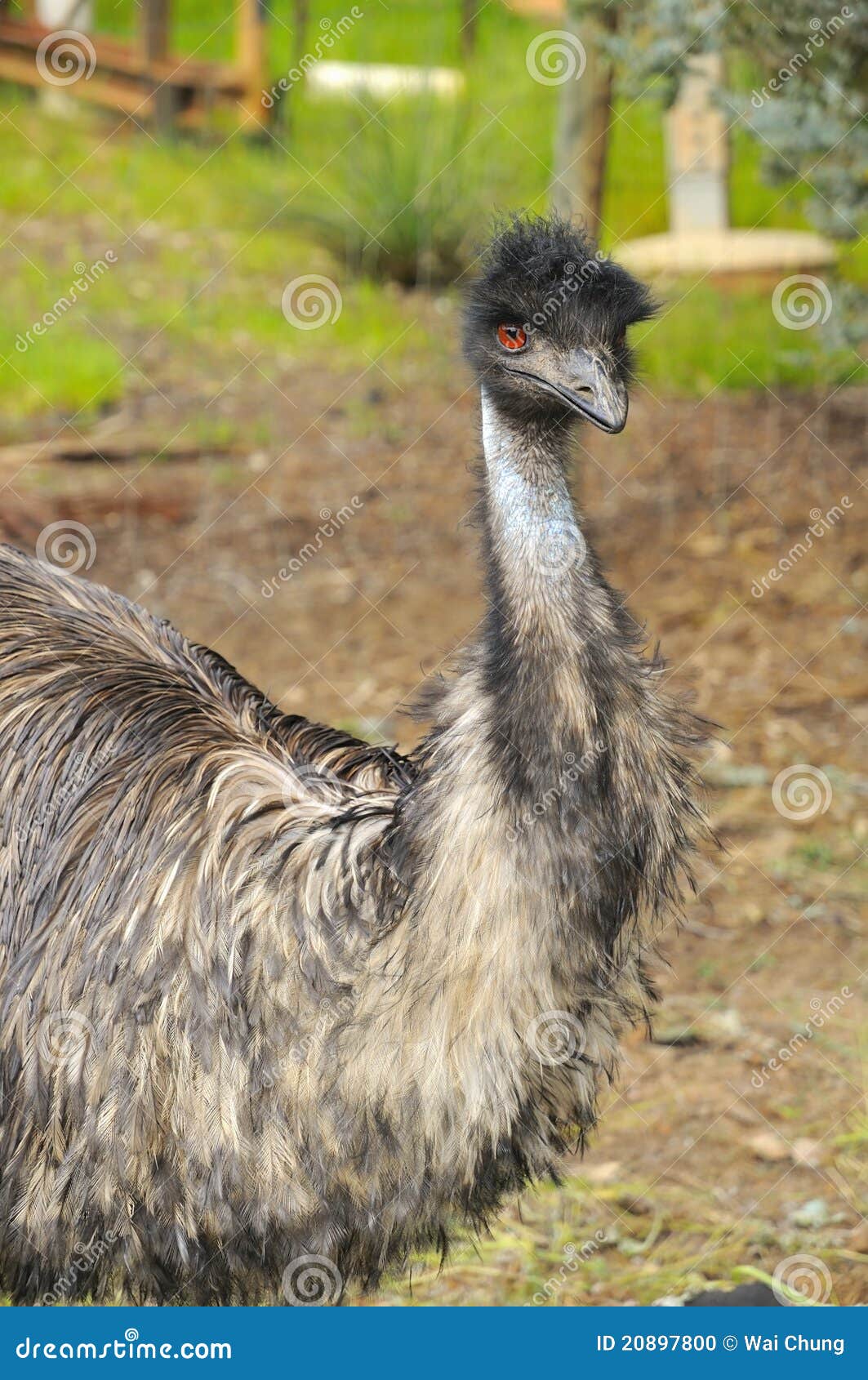 Big emu stock photo. Image of perth, isolated, ostrich - 20897800