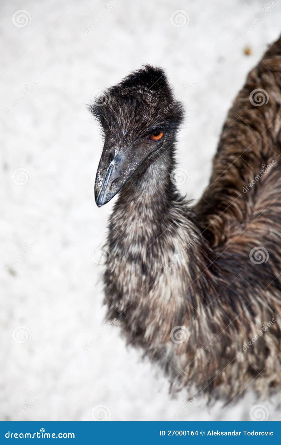 Big Emu Bird with Orange Eyes Stock Photo - Image of bill, flightless ...