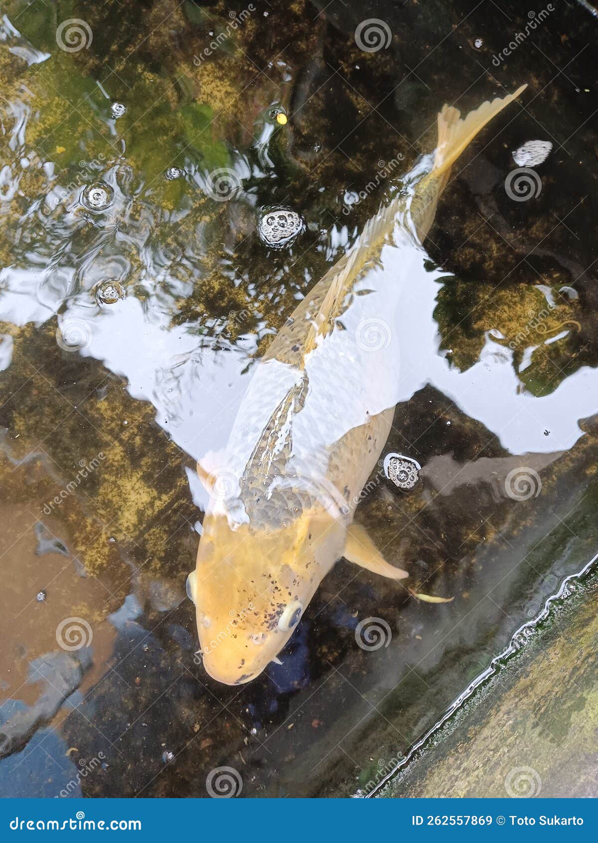 Big Enough Koi Fish in the Pond in Front of the House Stock Image ...