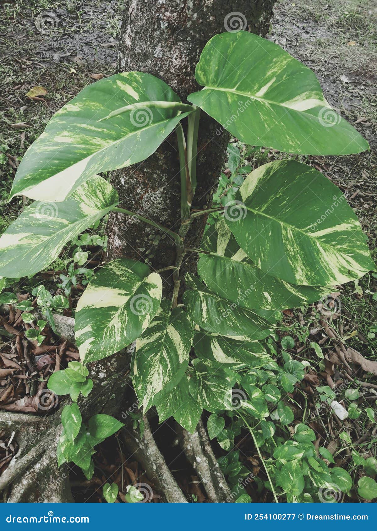 Big Epipremnum Aureum on a Tree in the Forest Stock Image - Image of ...