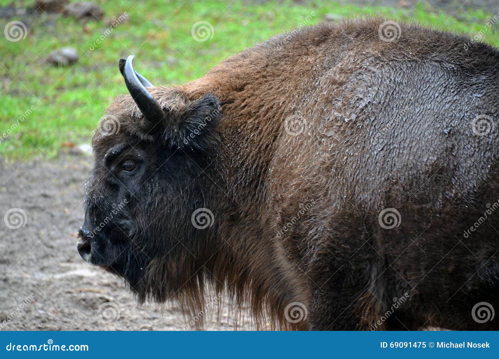 Big european bison stock image. Image of brown, nature - 69091475