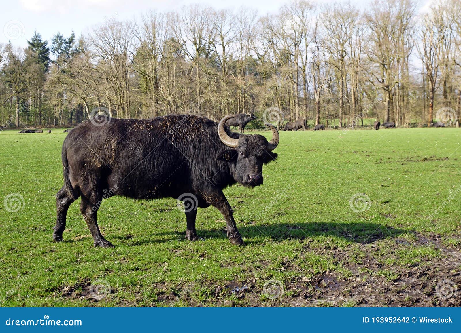 Big European Black Bison in a Field Stock Photo - Image of bison, horns ...