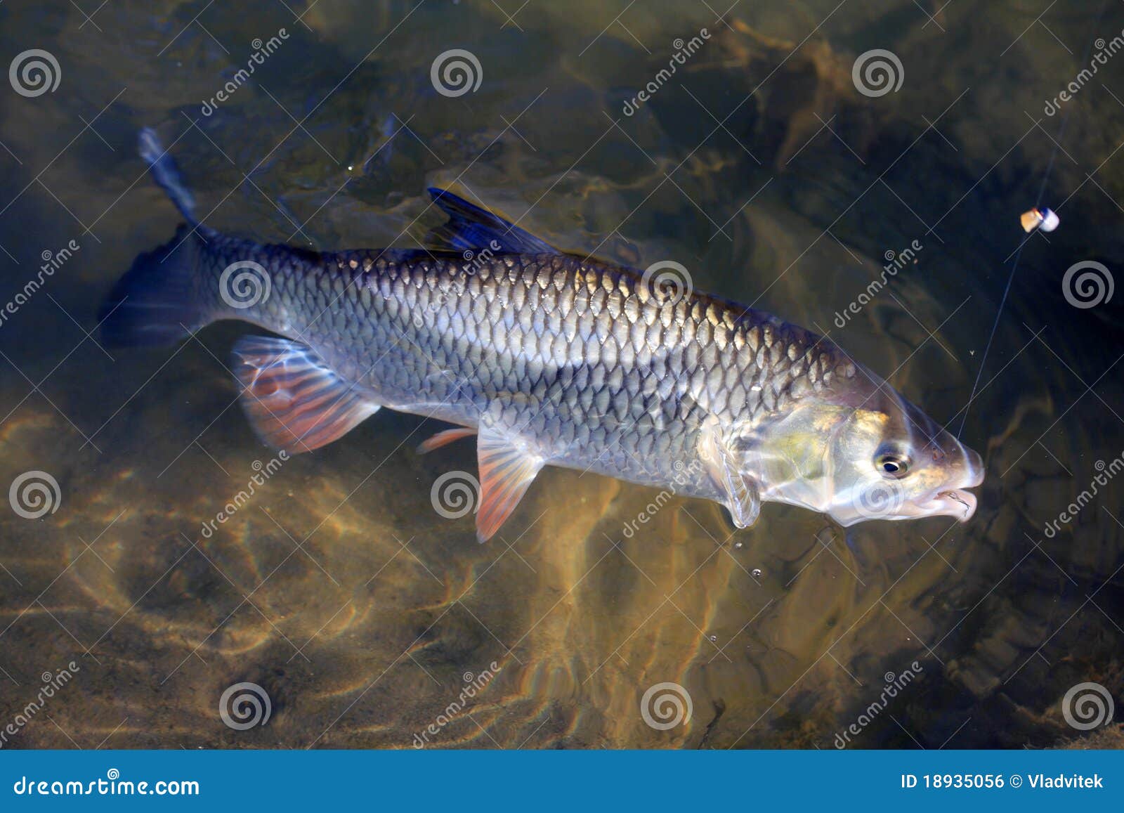 Big European Chub (Squalius Cephalus) Stock Photo - Image of brook ...