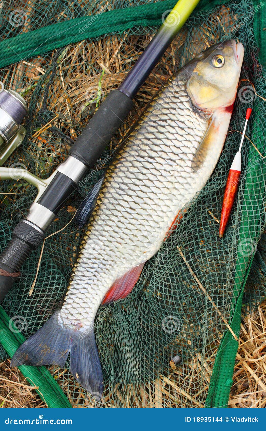 Big European Chub (Squalius Cephalus) Stock Photo - Image of life ...