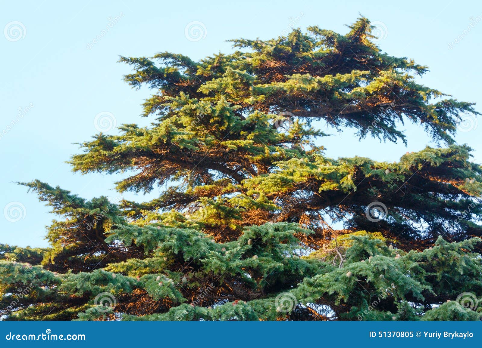 Big Evergreen Pine Tree on Sky Background Stock Image - Image of pine ...