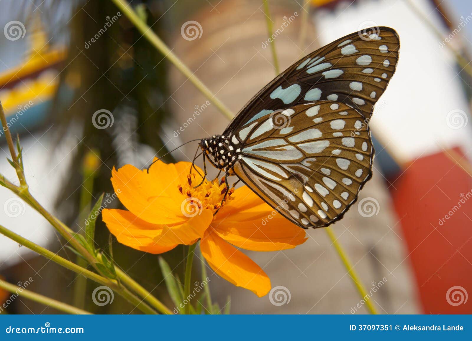 Big exotic blue butterfly stock image. Image of feeler - 37097351