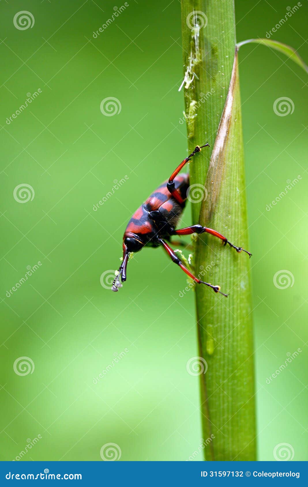 Big exotic weevil stock photo. Image of nature, tropical - 31597132