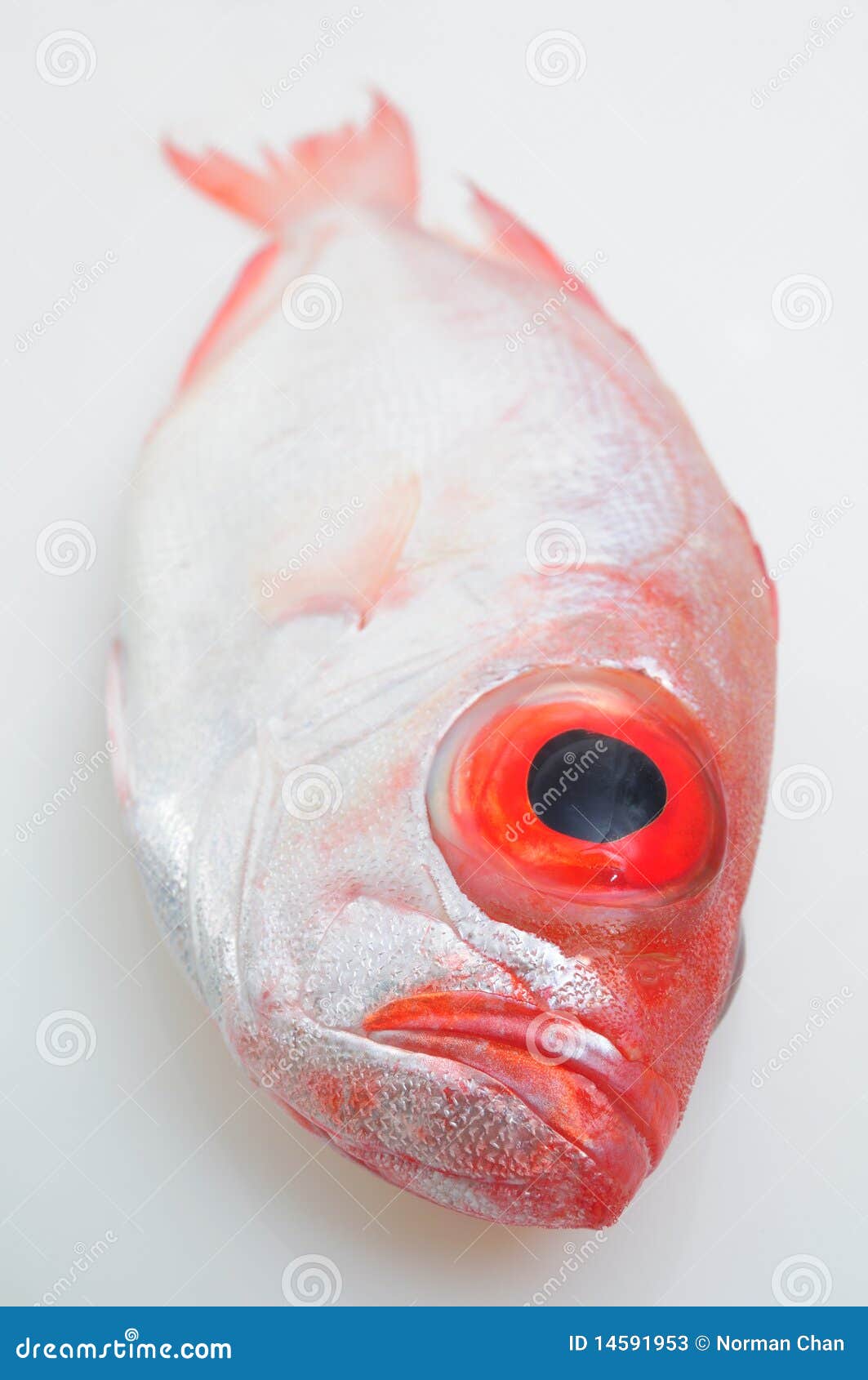 Big eye fish stock image. Image of fresh, closeup, head - 14591953