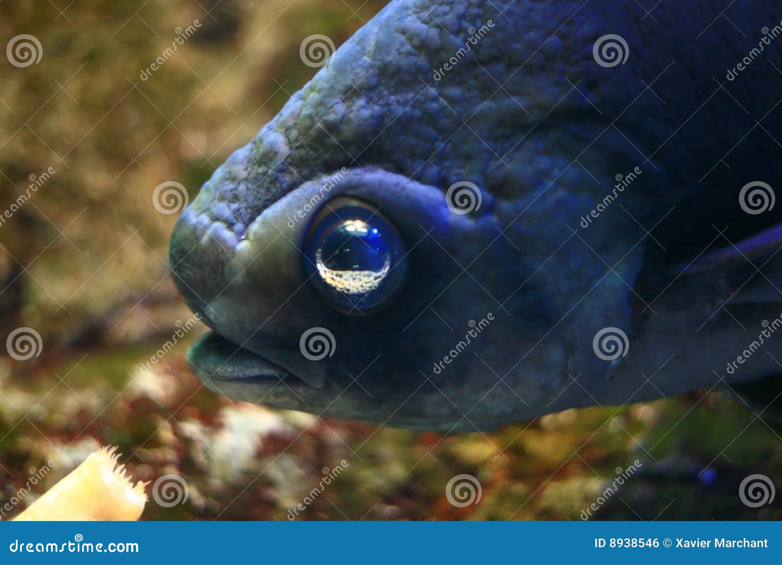 Big eye fish stock photo. Image of look, standing, stone - 8938546