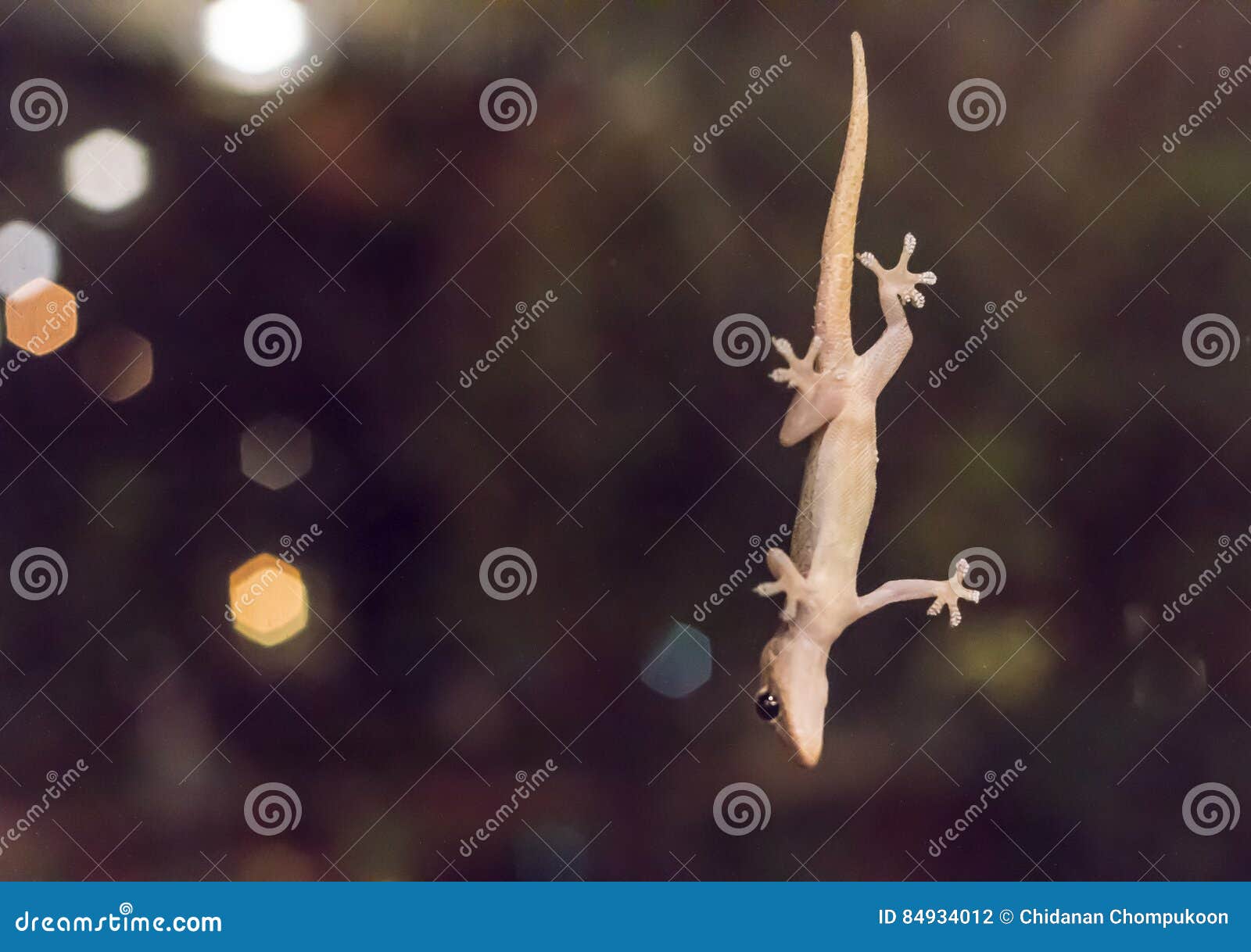 Big eye lizard stock photo. Image of asian, little, live - 84934012