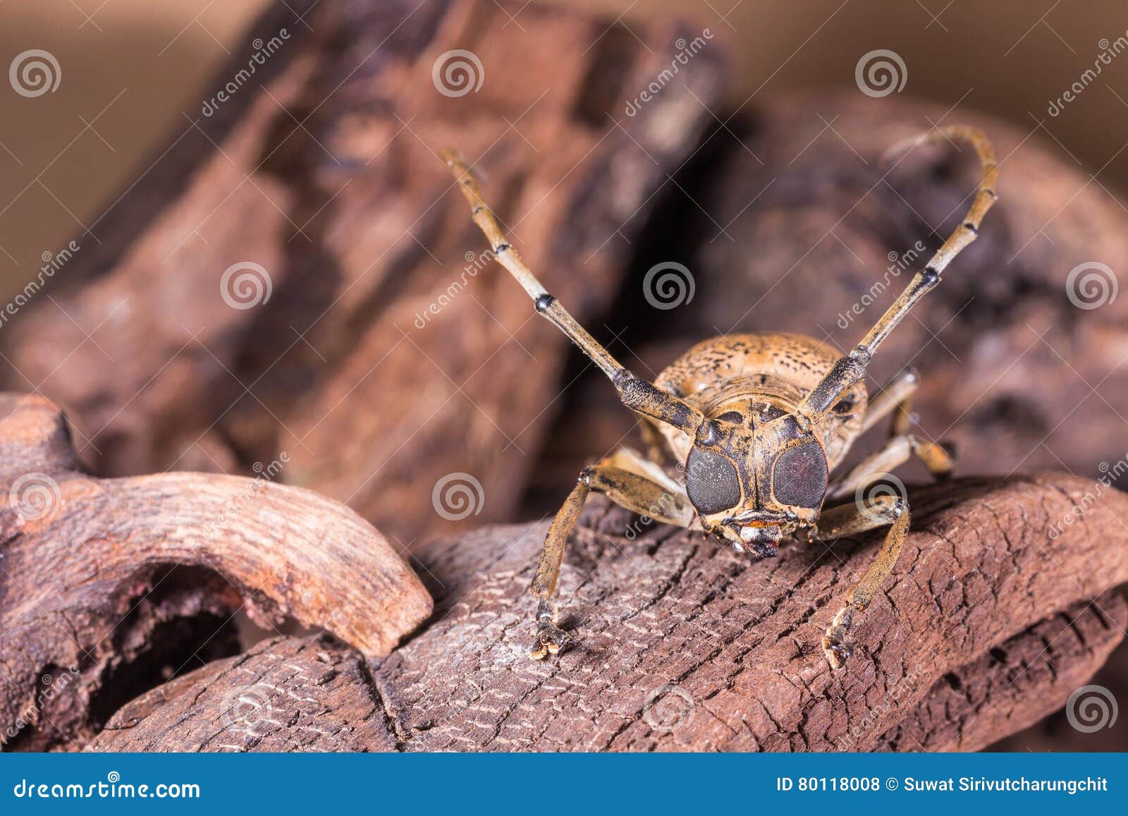 Big Eye Long horned Beetle stock photo. Image of insect - 80118008