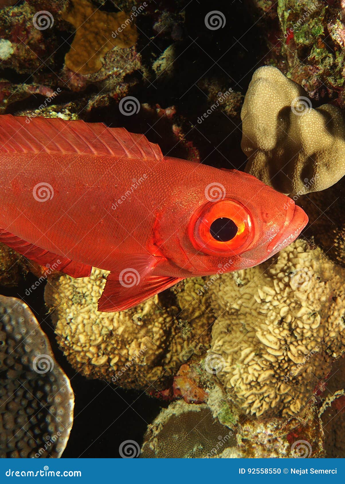 Big Eye Red Fish Was Looking Curious Stock Photo - Image of ocean ...