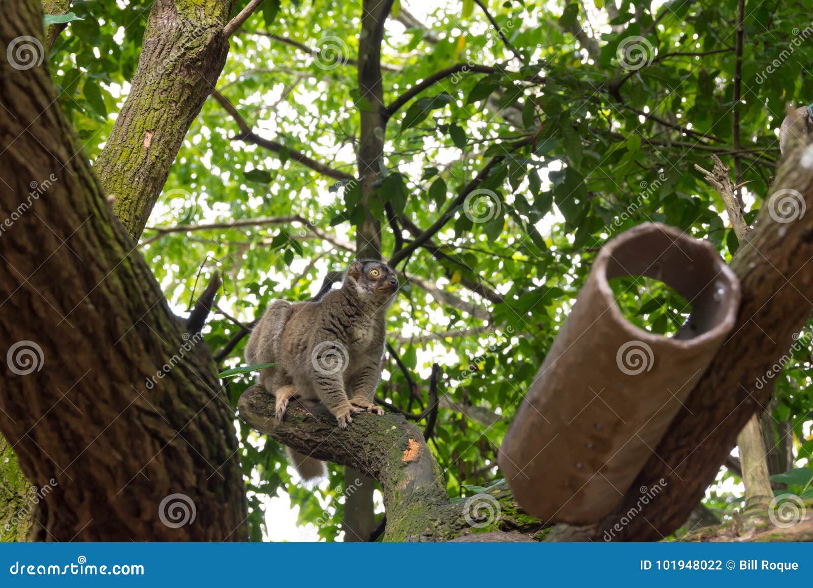 Slow Loris Playing on a Tree Stock Photo - Image of lovely, tree: 101948022