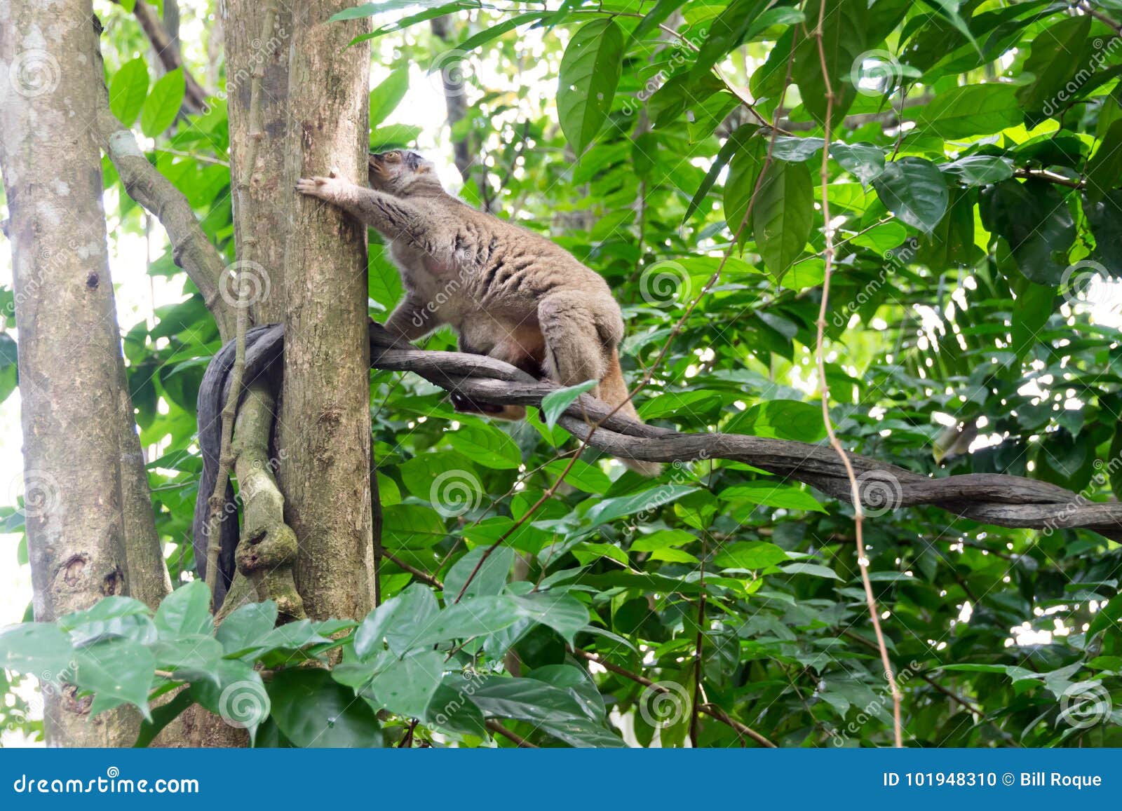 Slow Loris Playing on a Tree Stock Photo - Image of nature, slow: 101948310
