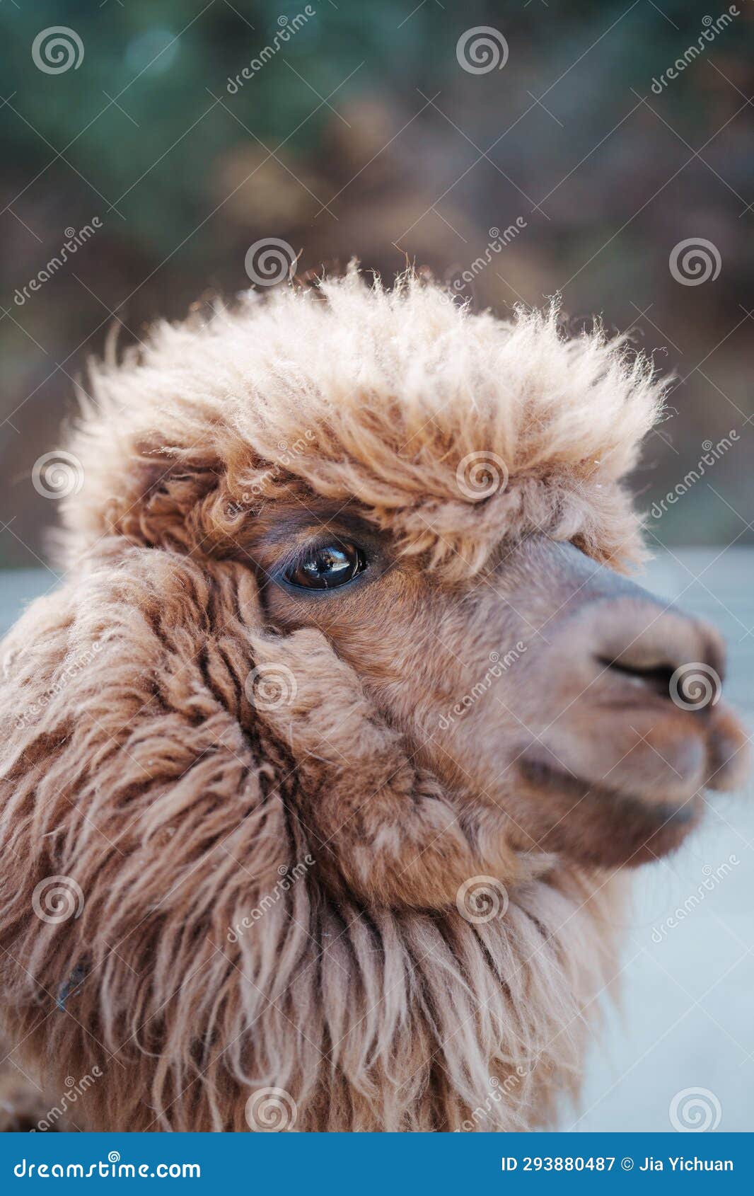Big eyebrow alpaca stock image. Image of brown, sharp - 293880487