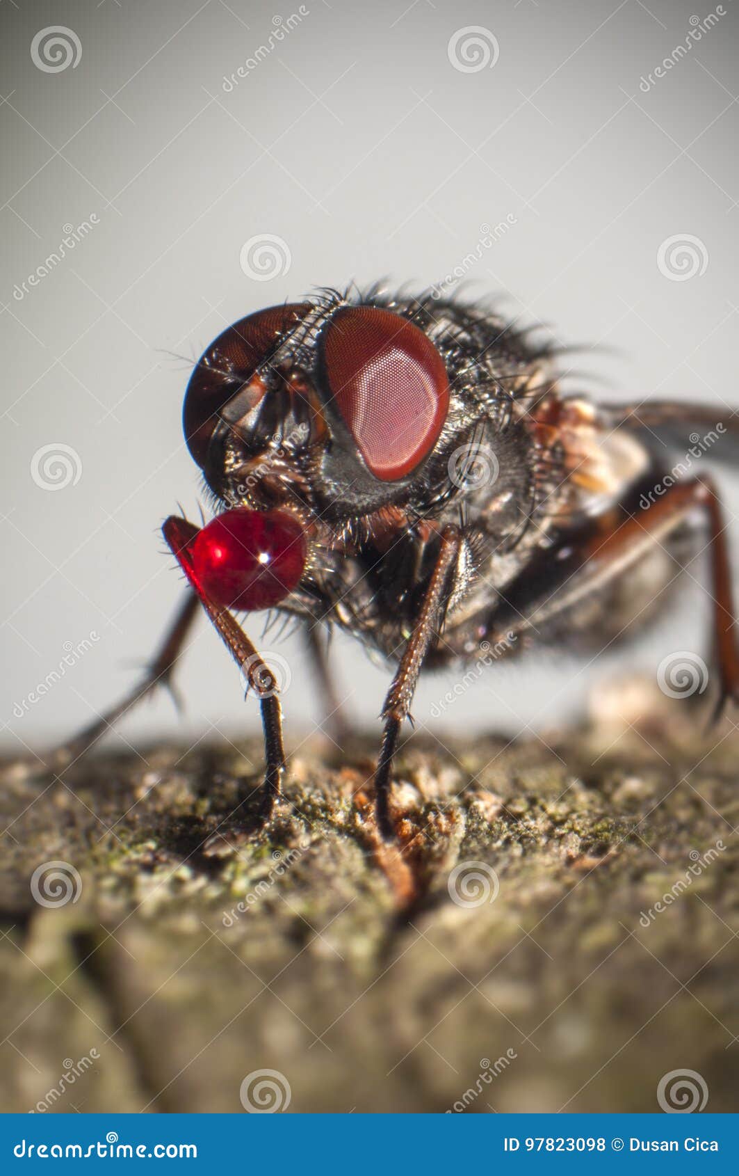 Big eyed fly with balloon stock photo. Image of beautiful - 97823098