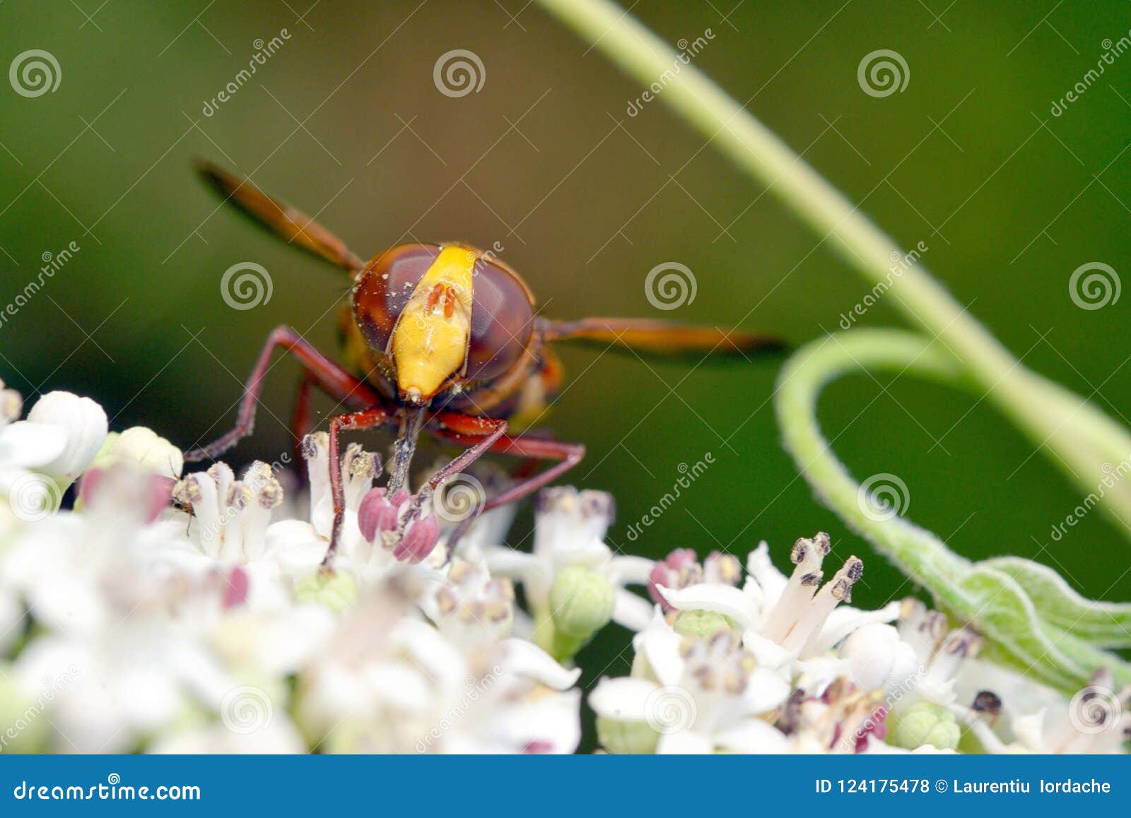 Big eyed fly macro stock photo. Image of harsh, buzz - 124175478