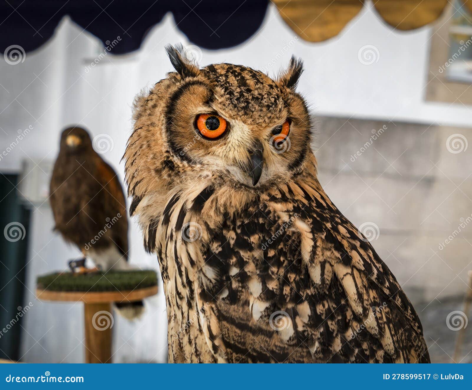 The big eyed owl stock image. Image of avian, hunter - 278599517