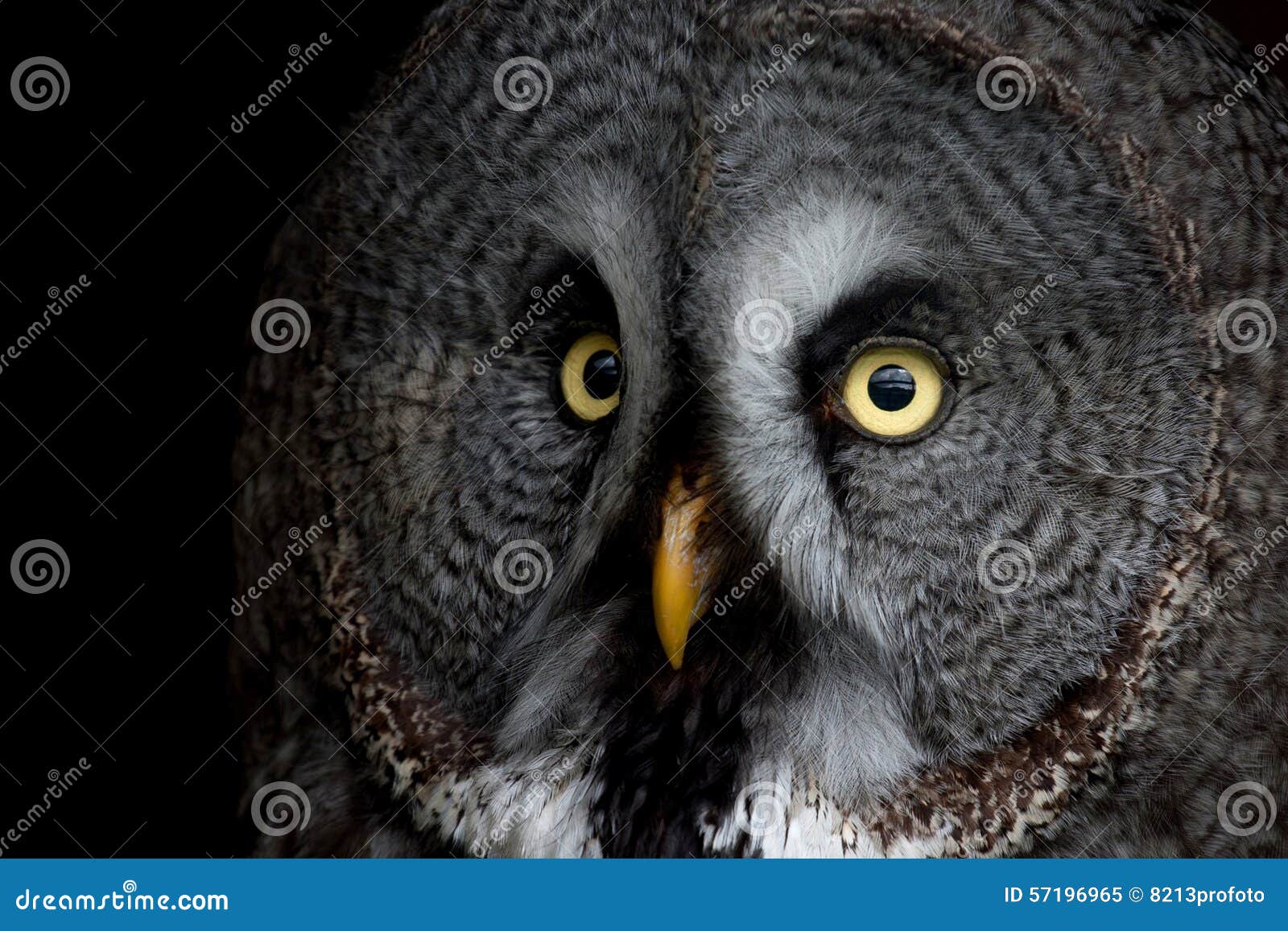 Big eyed owl, staring owl stock image. Image of predatory - 57196965
