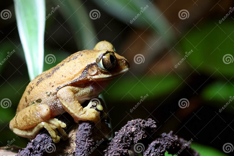 Big Eyed tree frog stock photo. Image of plant, africa - 20428166