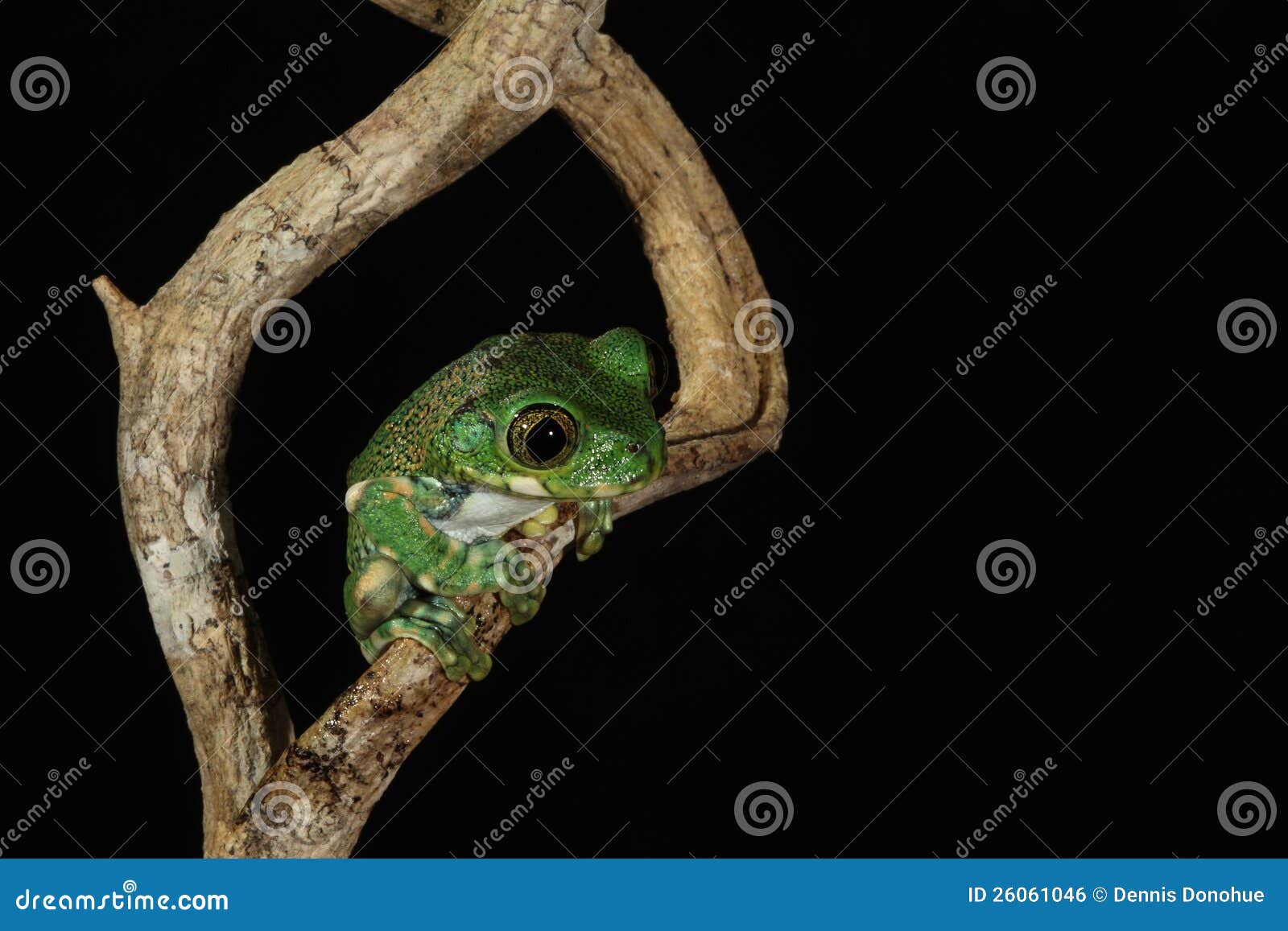 Big-eyed Tree Frog stock photo. Image of iguania, jungle - 26061046