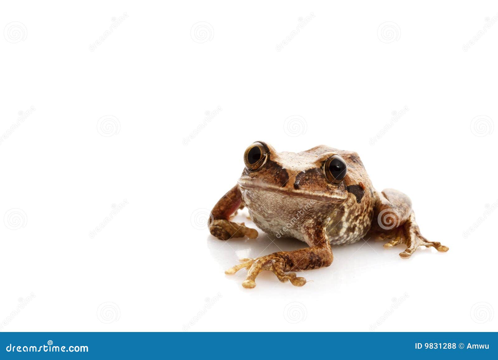 Big-eyed Tree Frog stock photo. Image of exotic, amphibian - 9831288