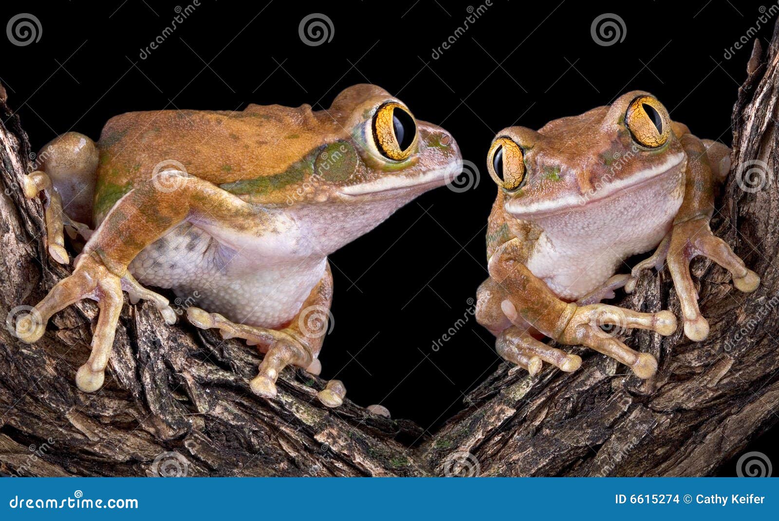 Big-eyed tree frog love stock photo. Image of aster, bulging - 6615274