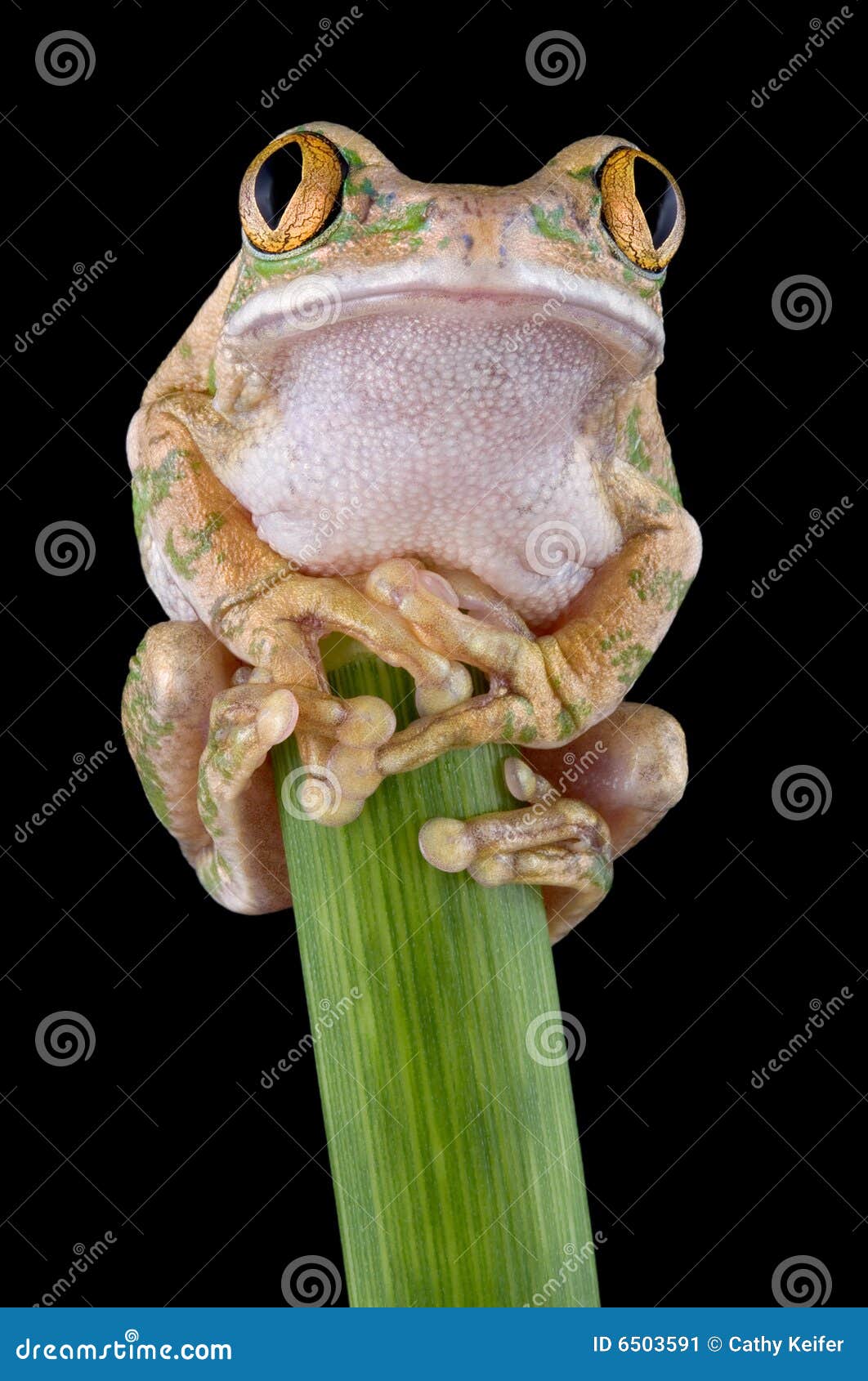 Big-eyed tree frog on stem stock image. Image of eyed - 6503591