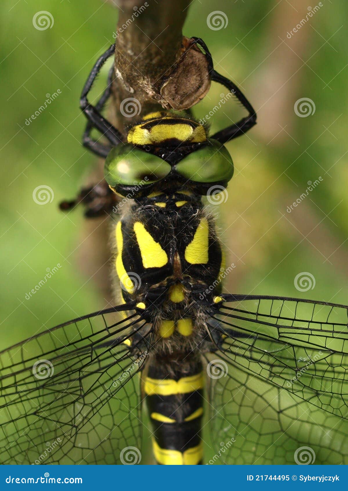 Big eyes stock image. Image of insects, eyes, poland - 21744495