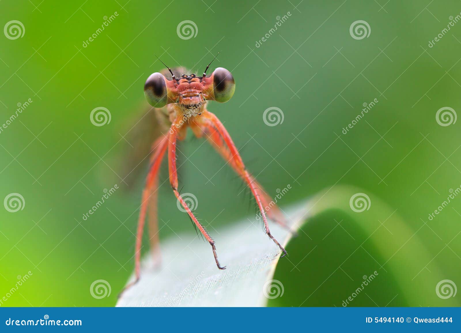 Big eyes stock photo. Image of female, copera, asahina - 5494140