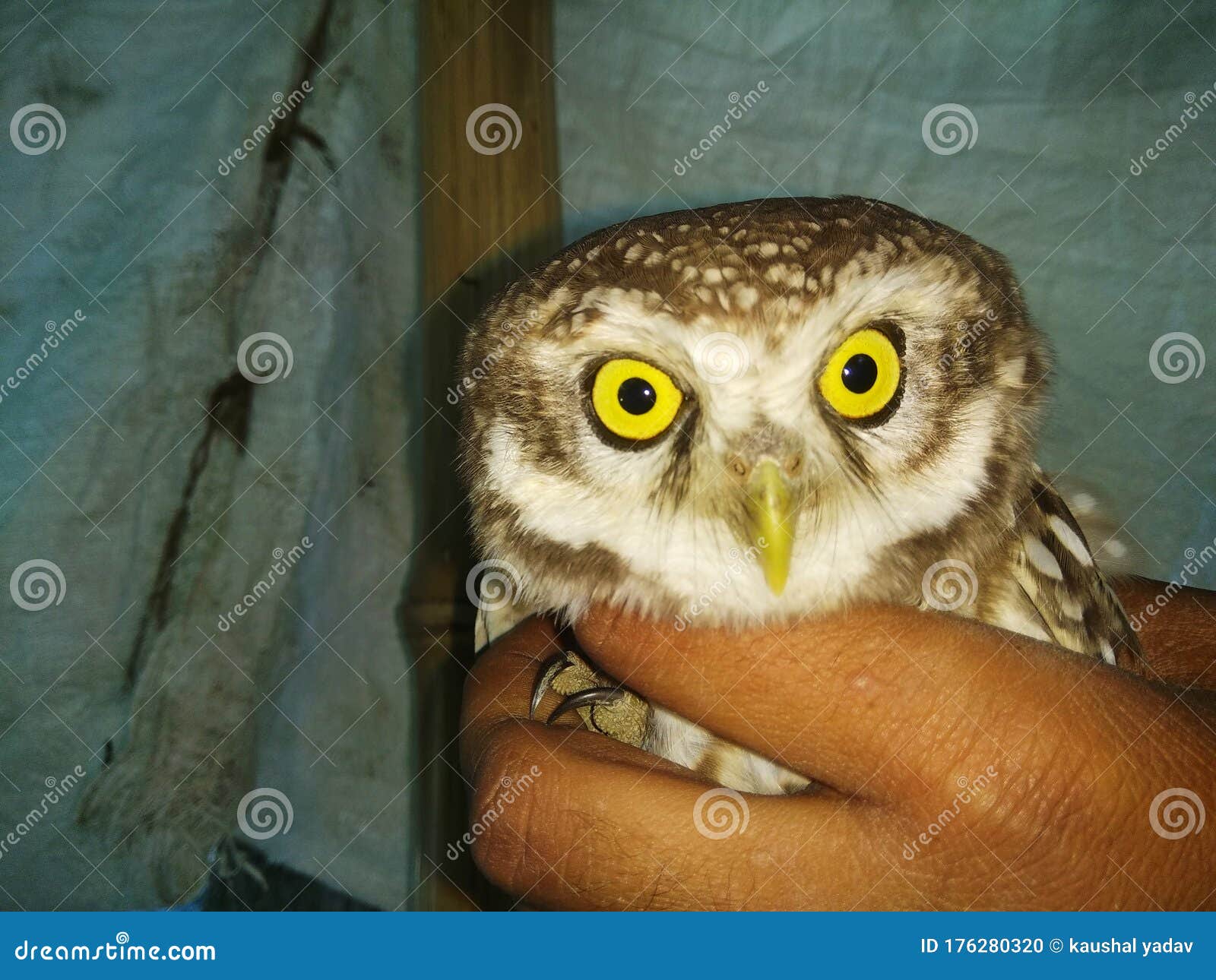 Big eyes bird owl stock photo. Image of eyes, rider - 176280320