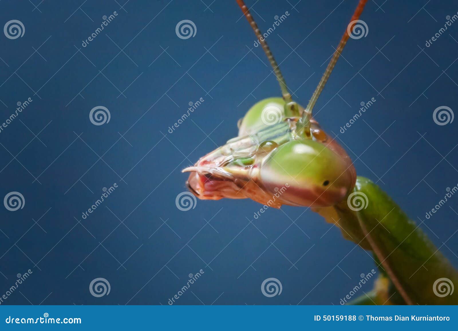 Big eyes mantis stock photo. Image of blue, field, pray - 50159188