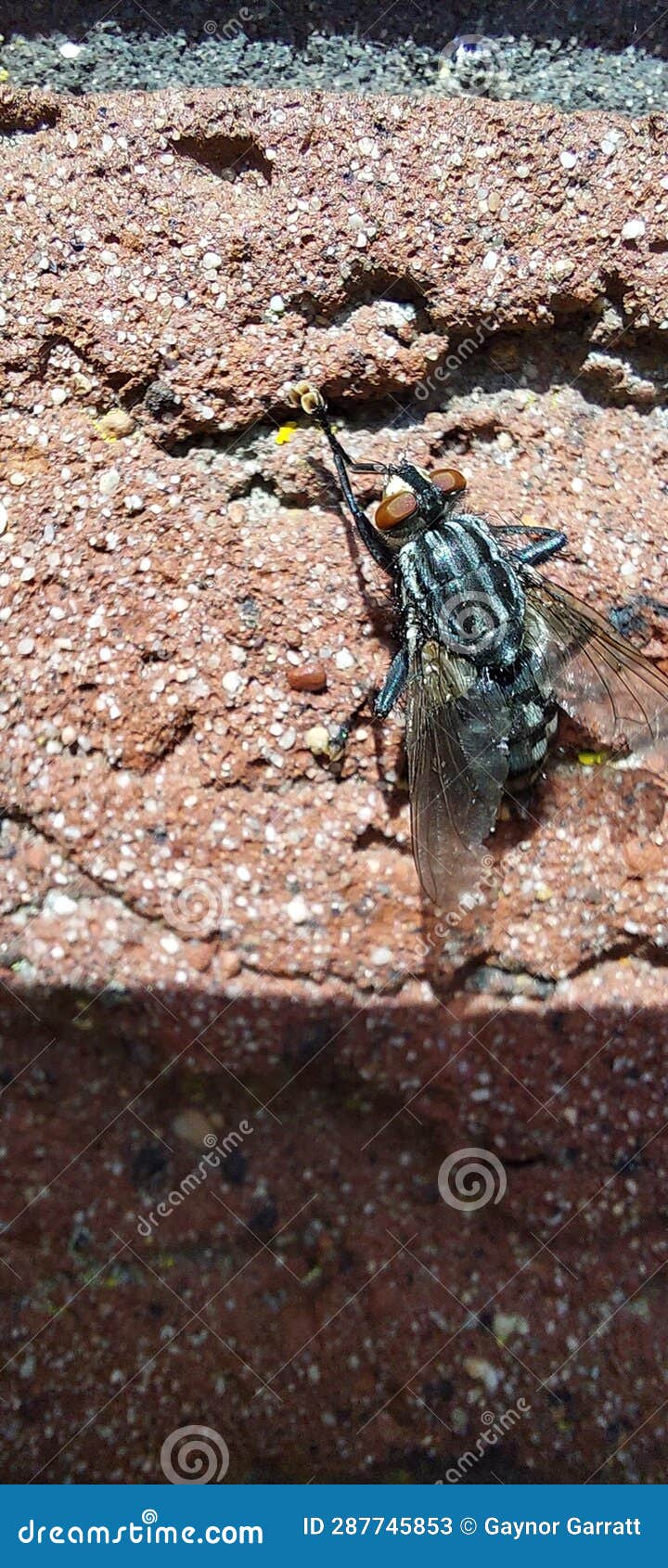 Big eyes showing on fly stock image. Image of grey, eyes - 287745853