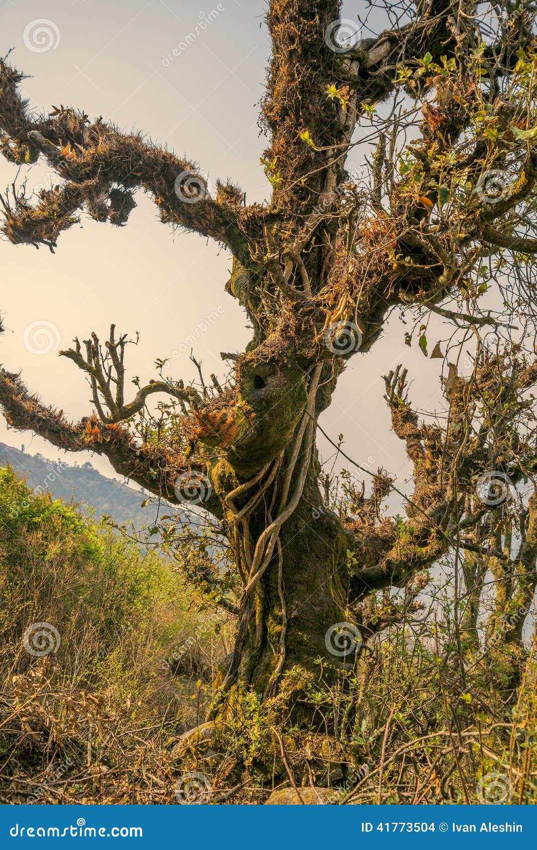 Big fairy old tree stock photo. Image of leaf, illuminated - 41773504